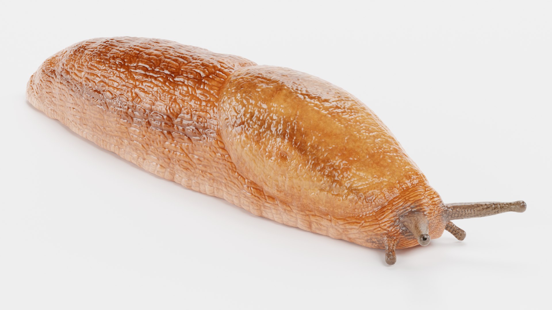 Dusky Arion 3D - TurboSquid 1672875