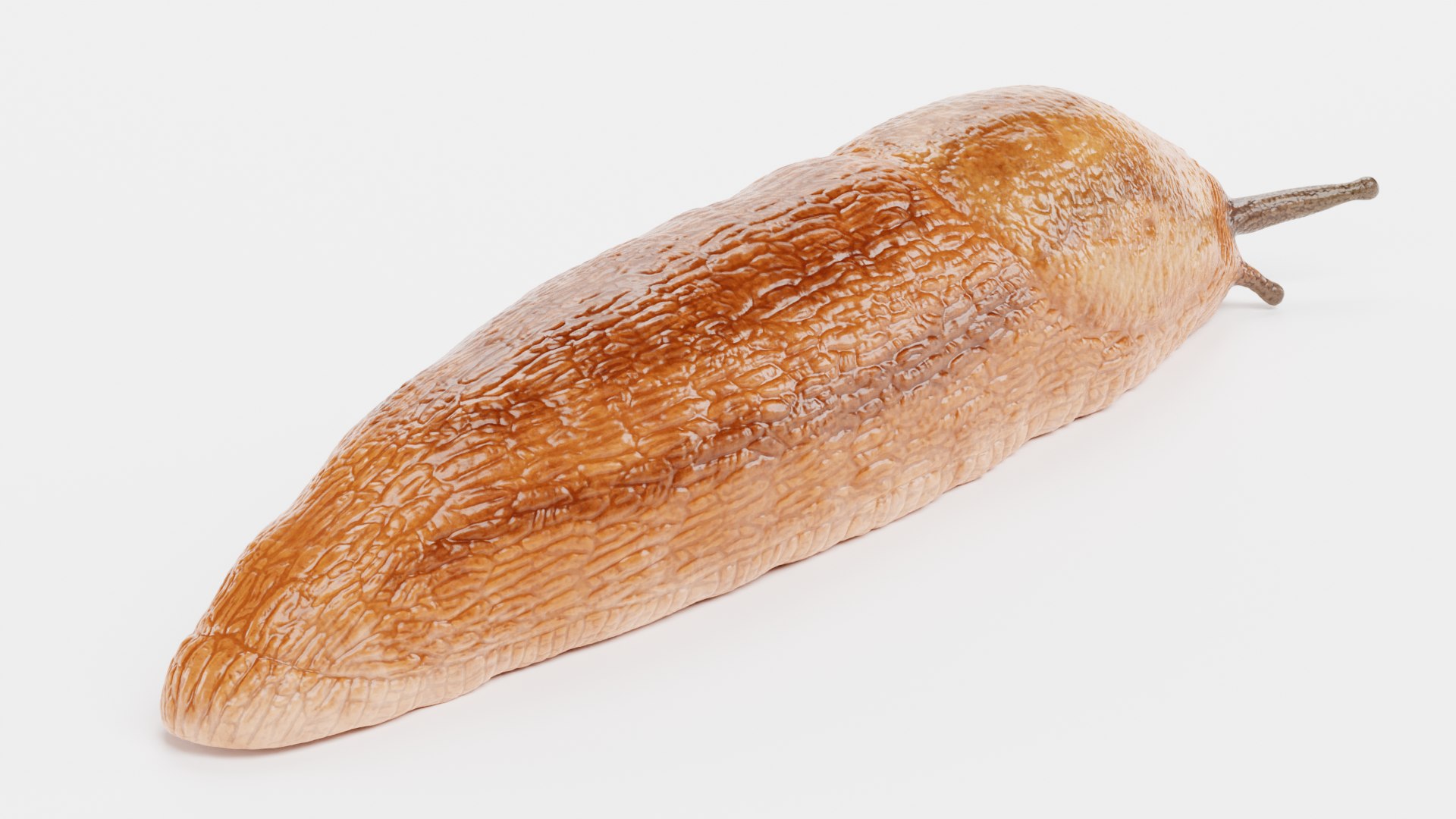 Dusky Arion 3D - TurboSquid 1672875