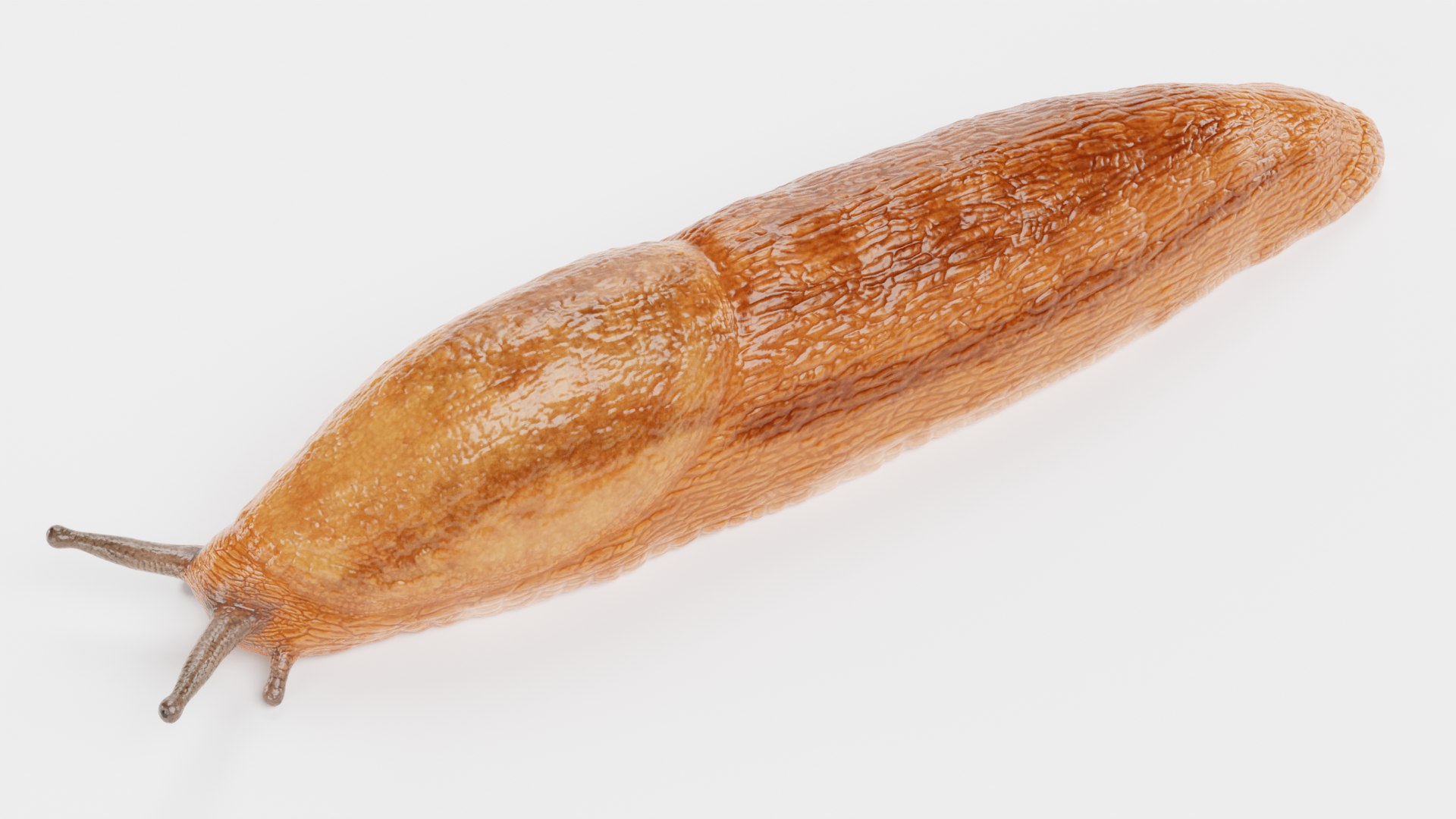 Dusky Arion 3D - TurboSquid 1672875