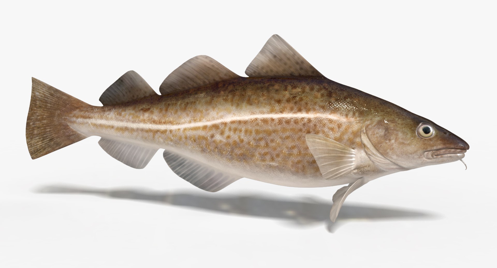 3d Model Cod Animation