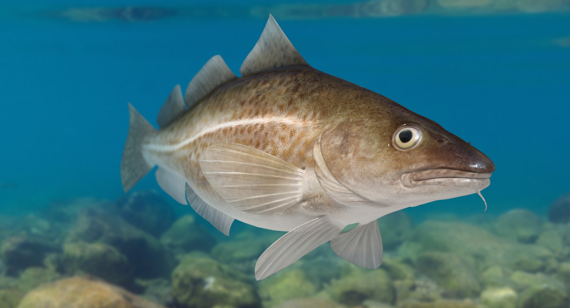 3d Model Cod Animation