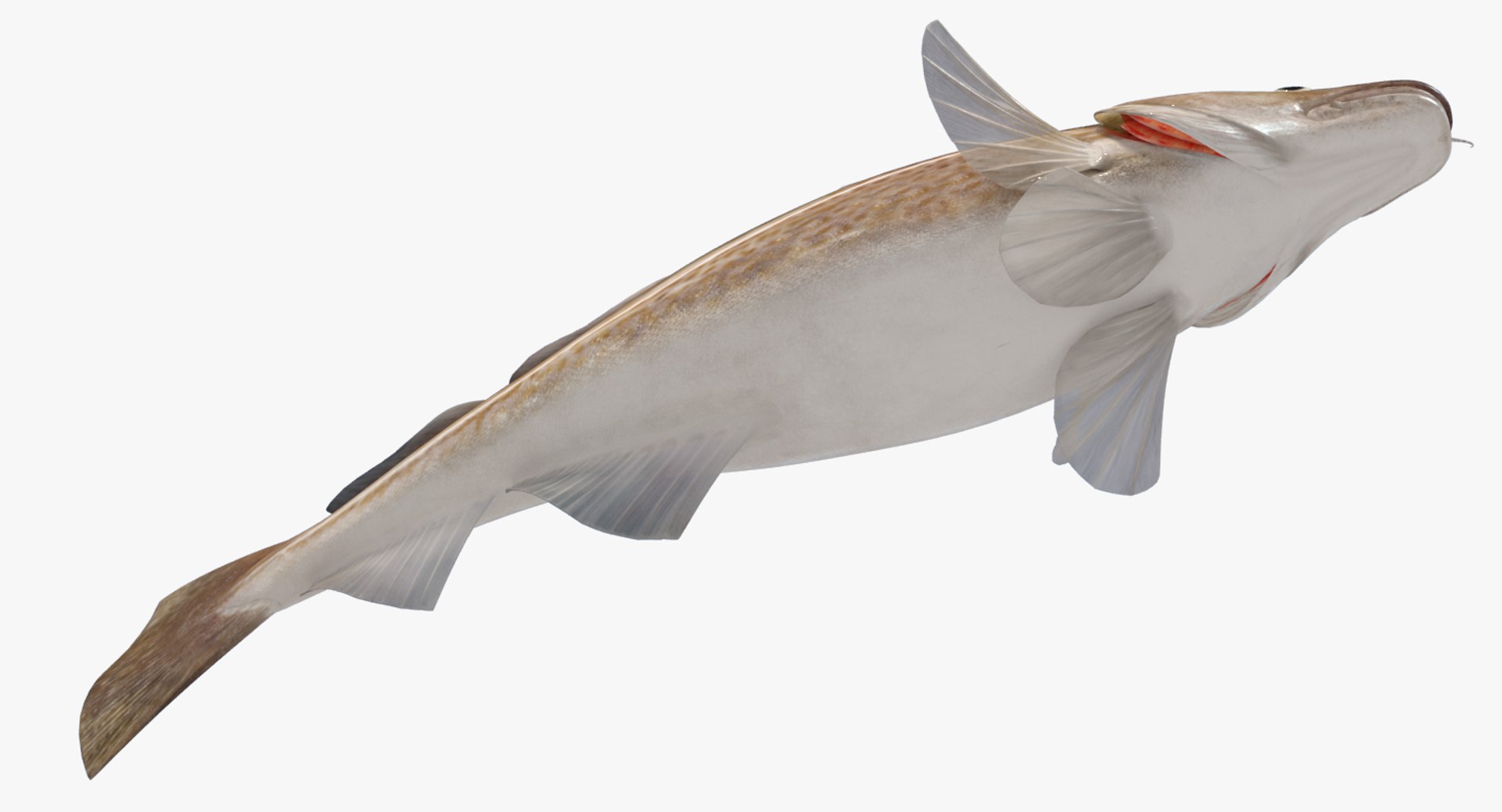 3d Model Cod Animation