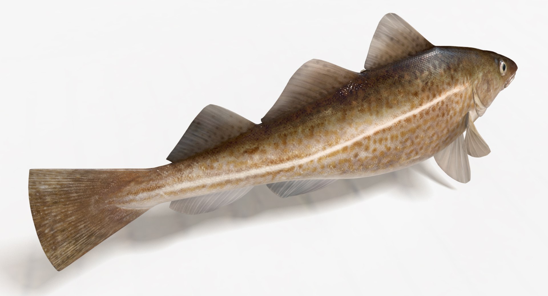 3d Model Cod Animation