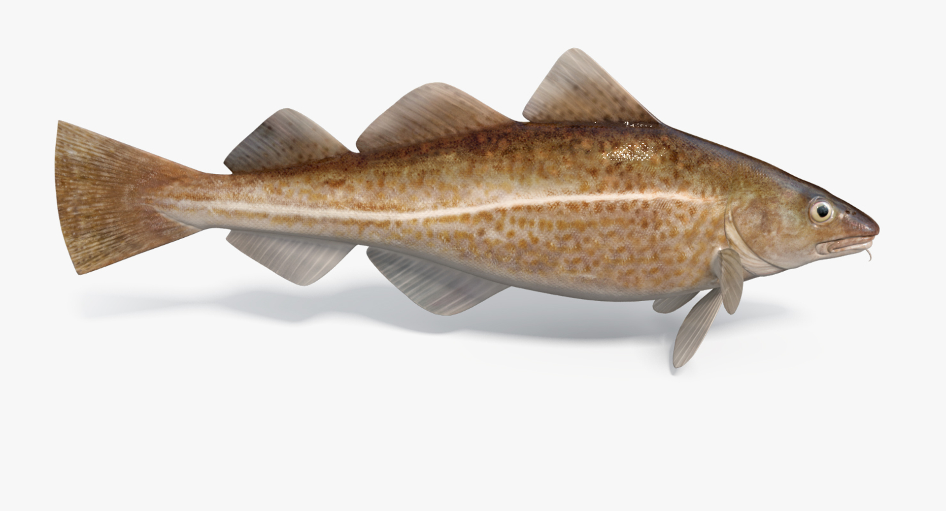 3d model cod animation