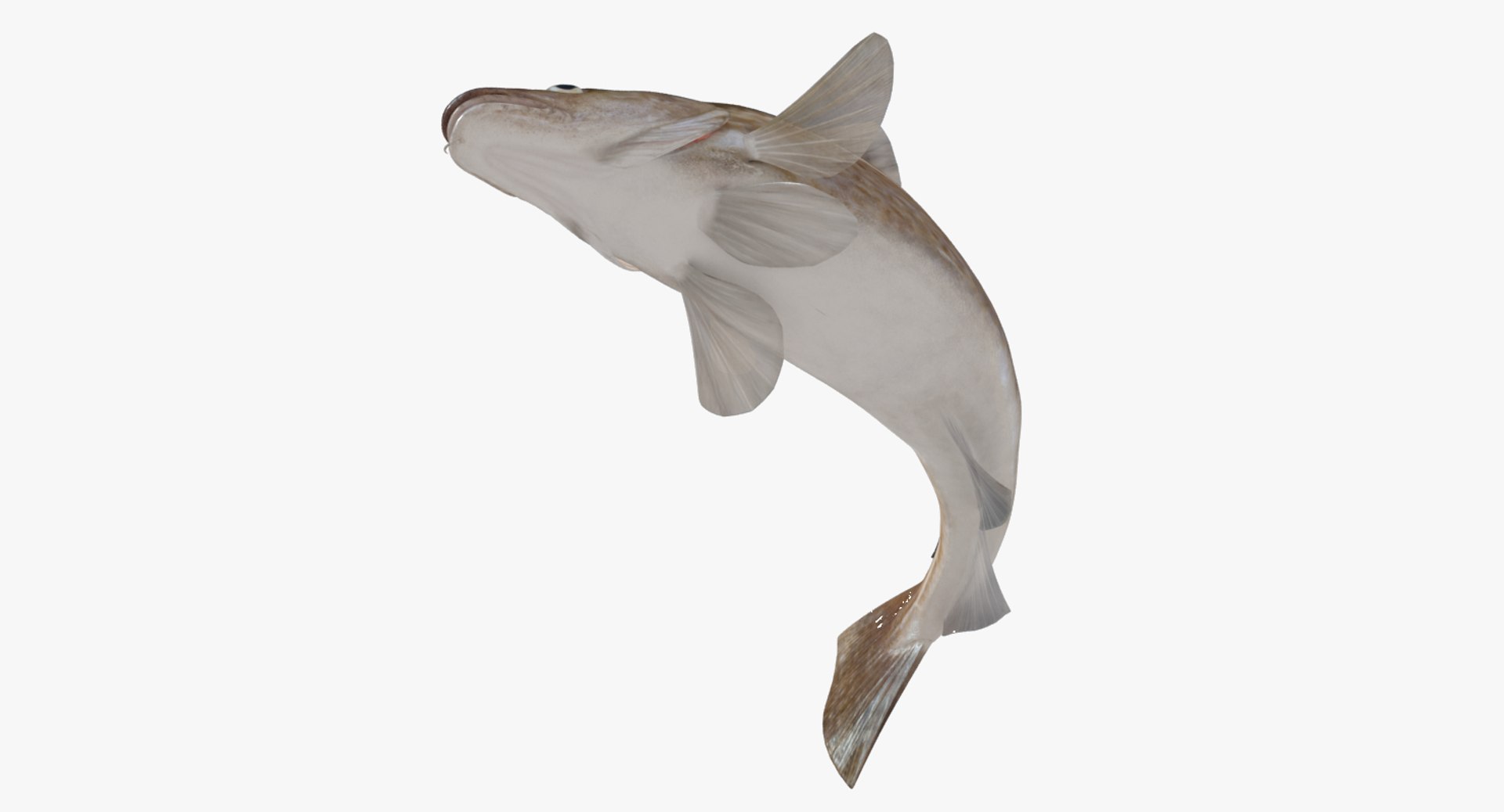 3d Model Cod Animation