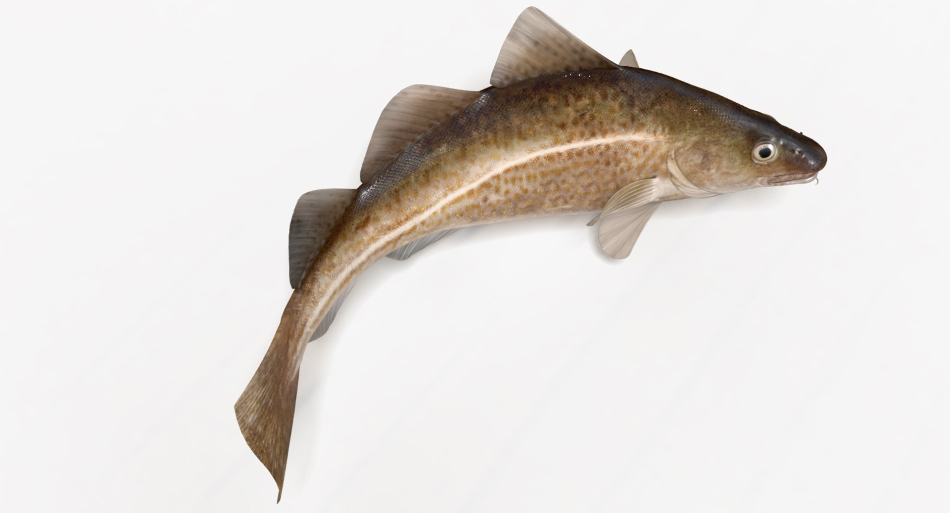 3d Model Cod Animation