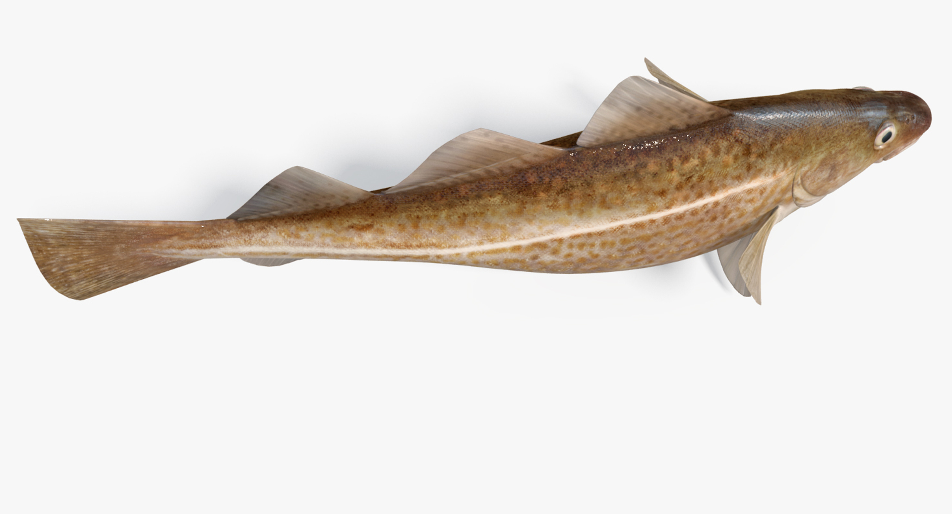 3d Model Cod Animation