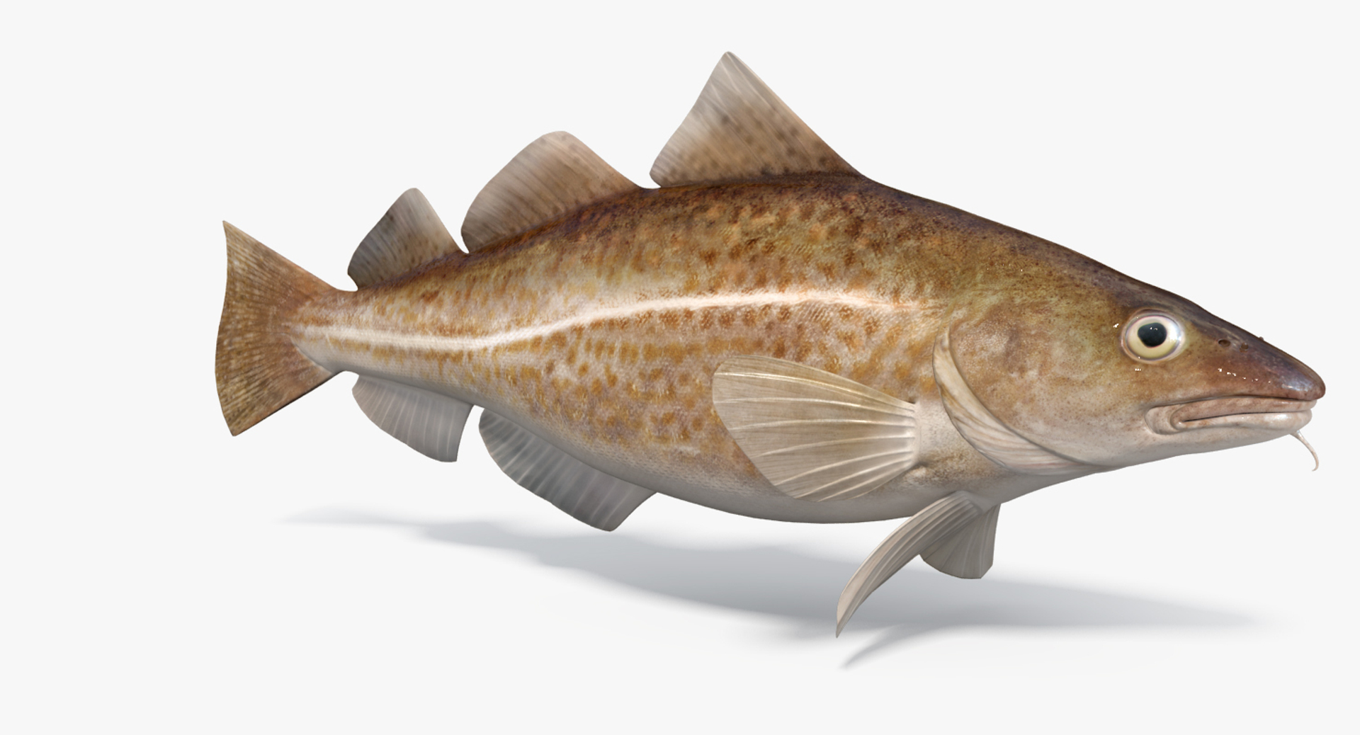 3d Model Cod Animation