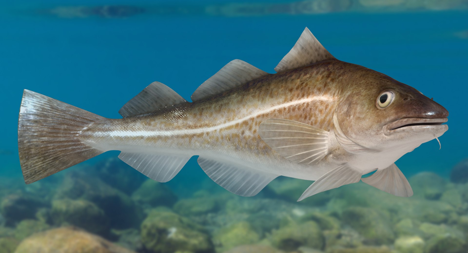 3d Model Cod Animation