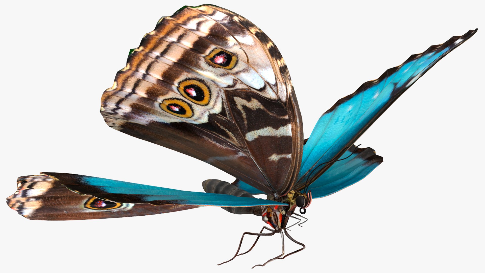 3D Animated Morpho Peleides Butterfly Flies Rigged For Modo ...