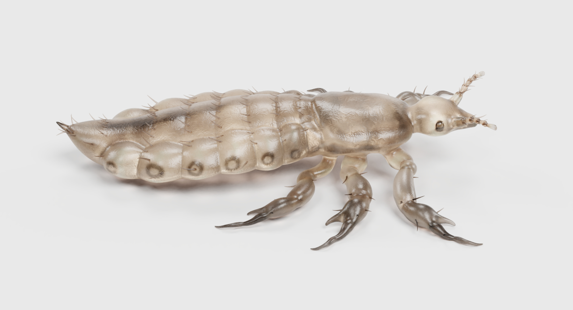 Head Louse Male Model - TurboSquid 1422998