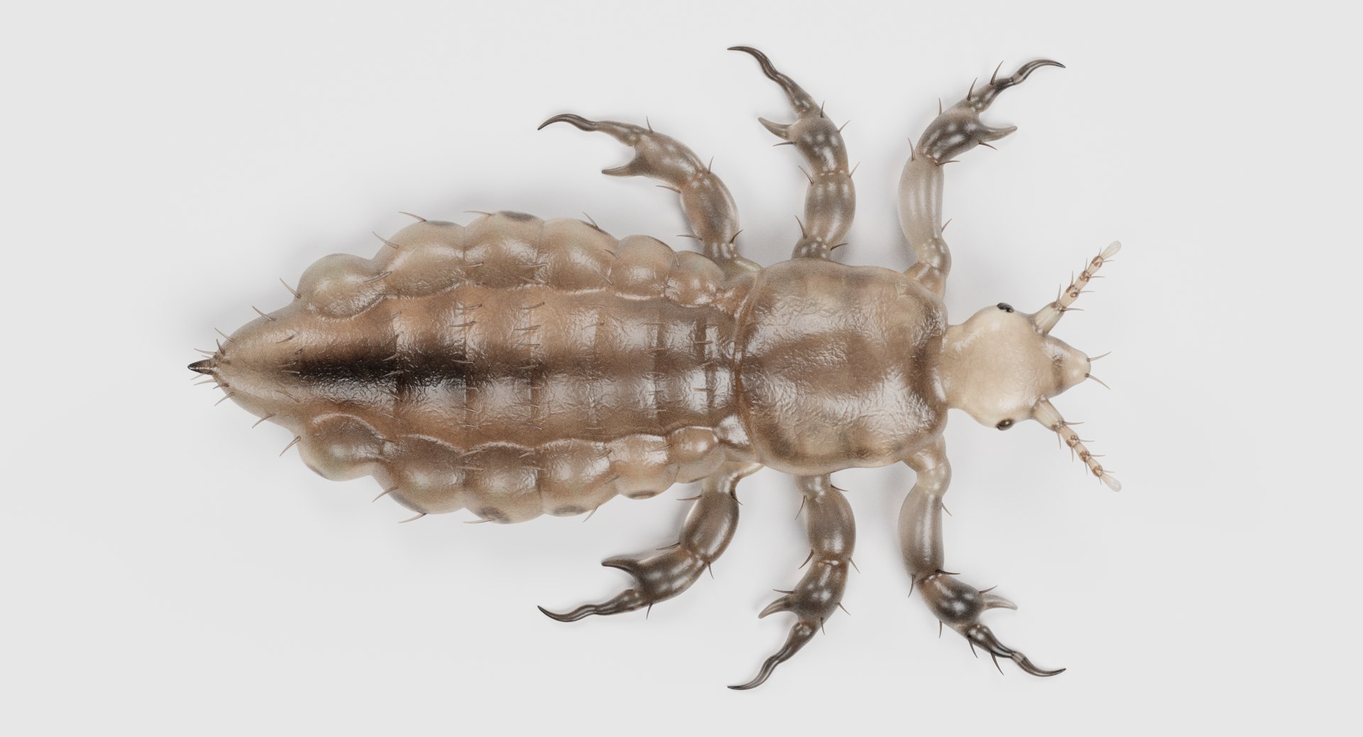 Head Lice Bug