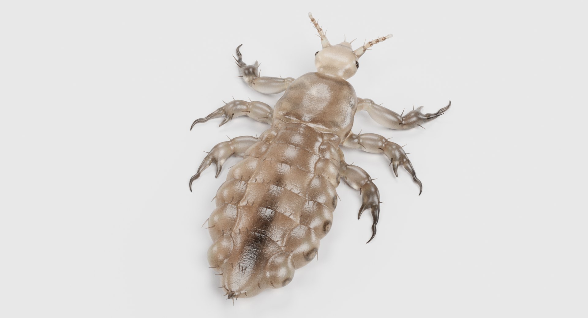 Head Louse Male Model - TurboSquid 1422998