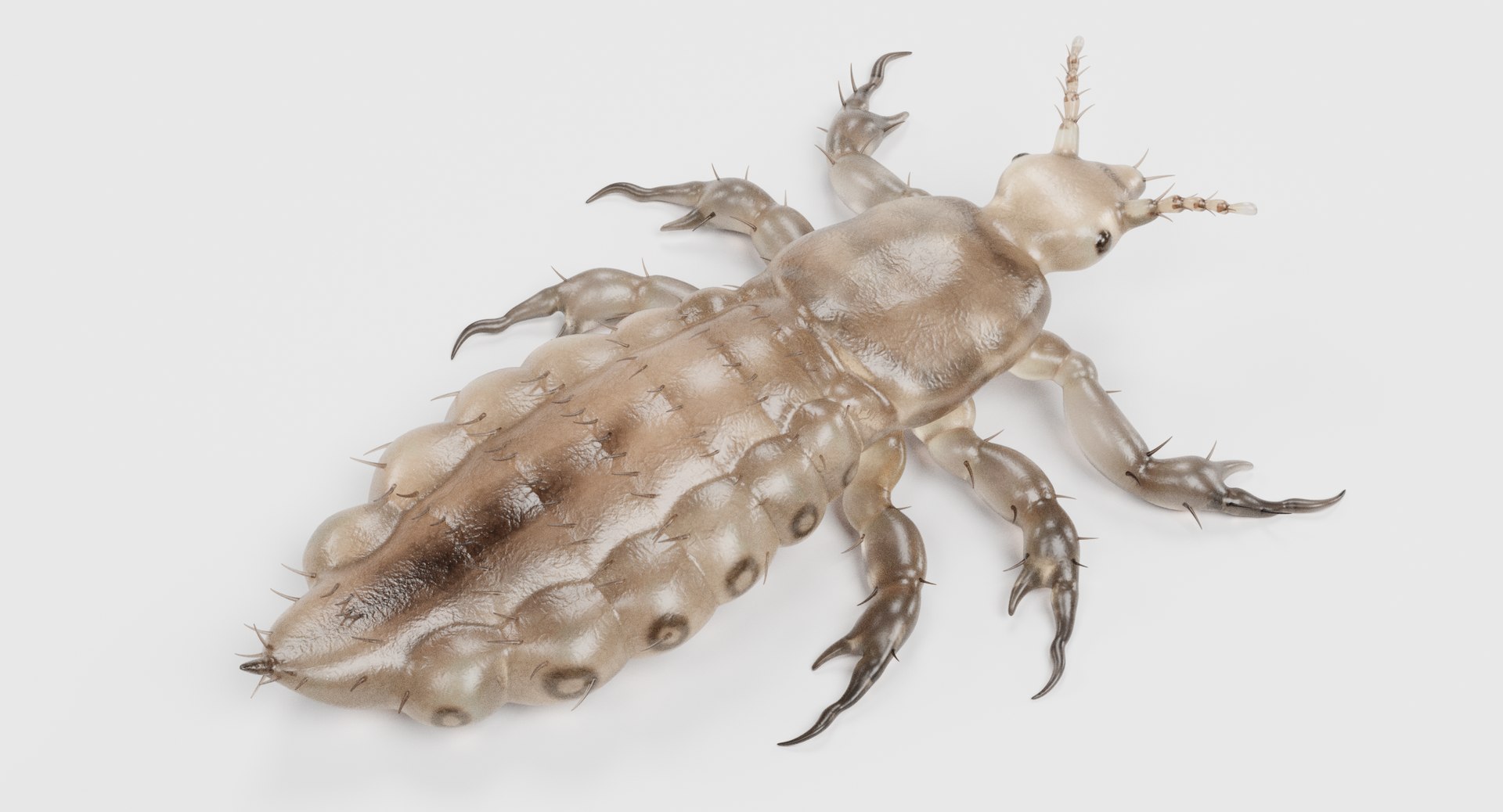 Head Louse Male Model - TurboSquid 1422998