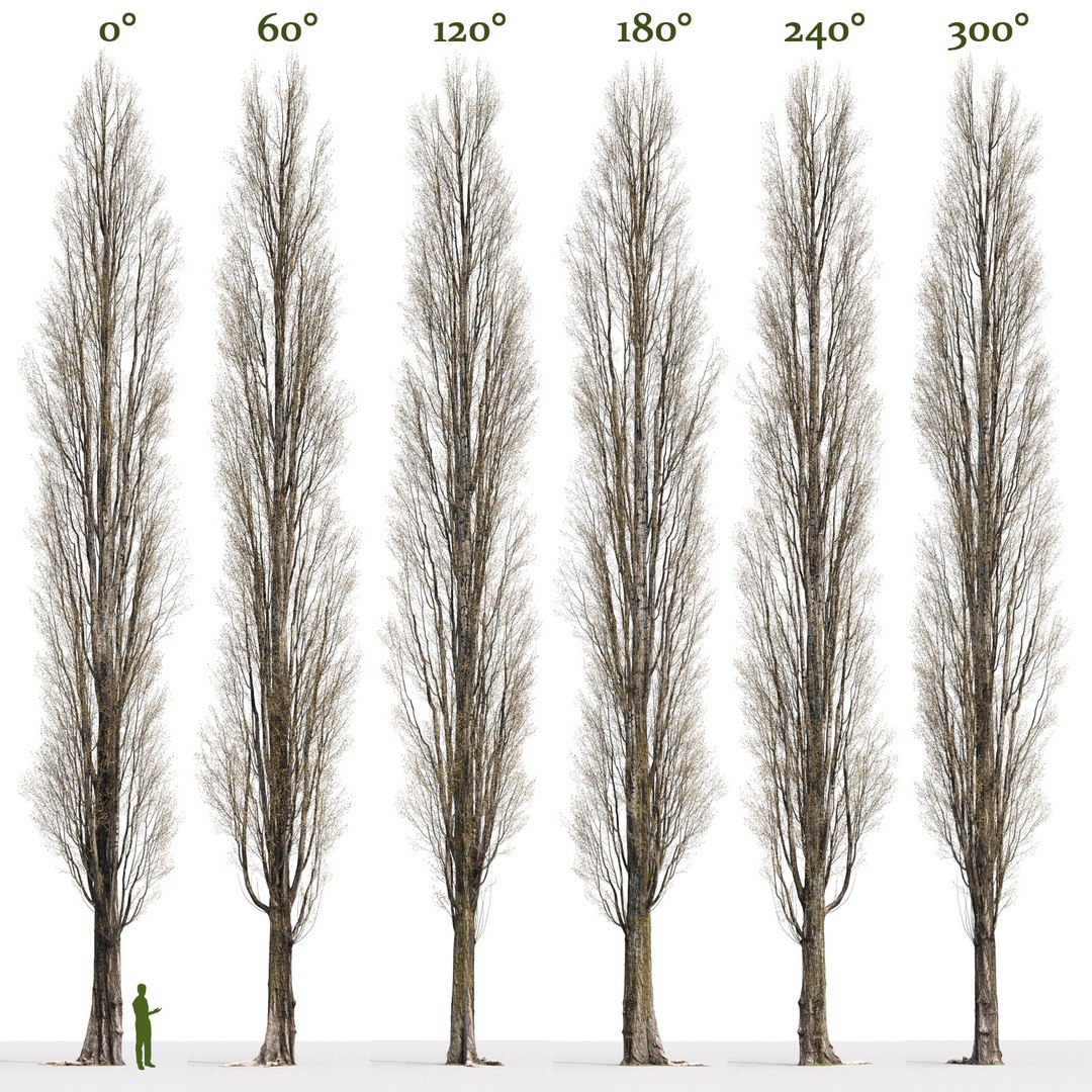 Poplar Tree 3D Model - TurboSquid 1631892