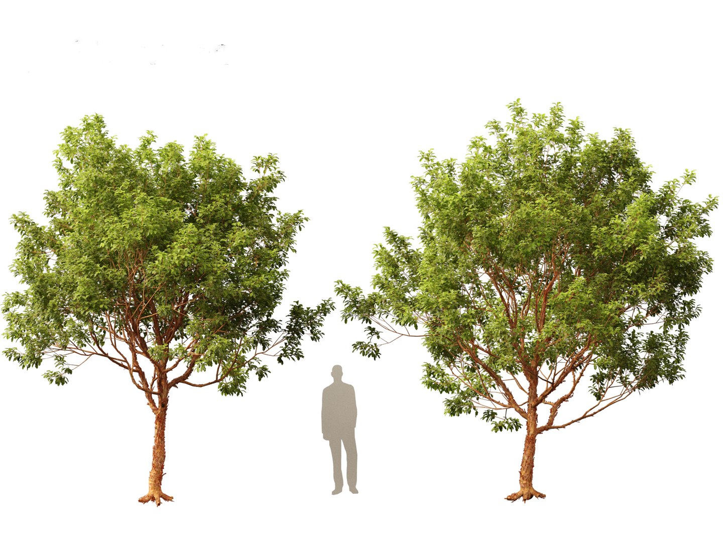 3D Model Acer Griseum - Paperbark Maple 01 - TurboSquid 2151050