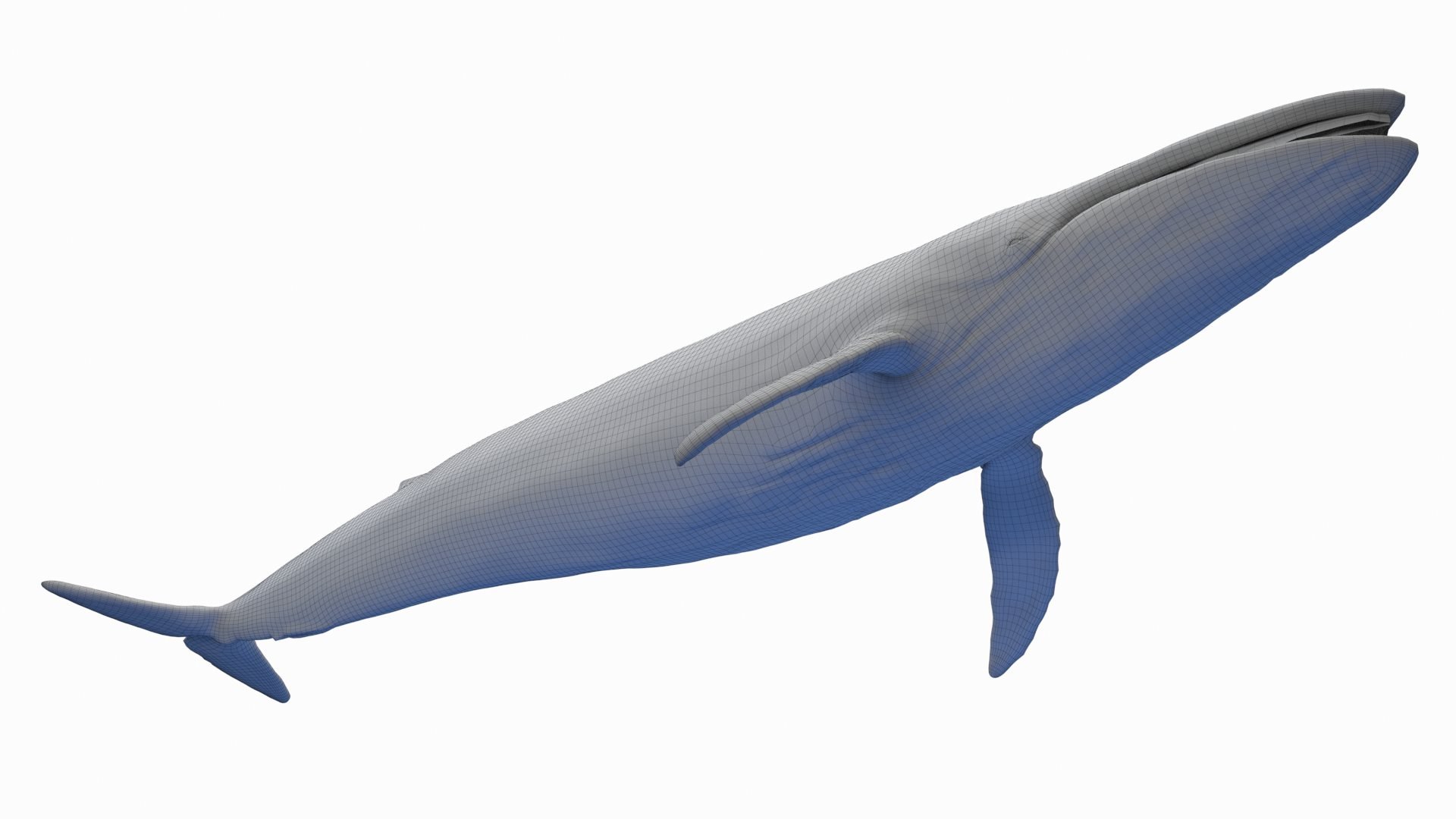 Blue Whale Animated 3D Model - TurboSquid 2148780