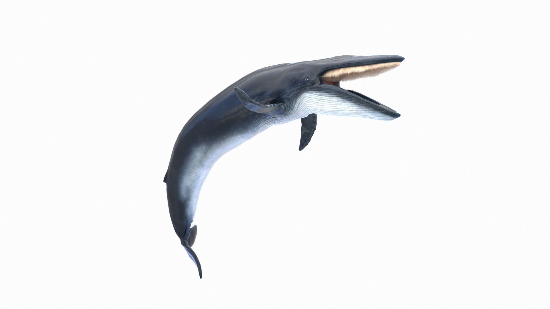 Blue Whale Animated 3D Model - TurboSquid 2148780