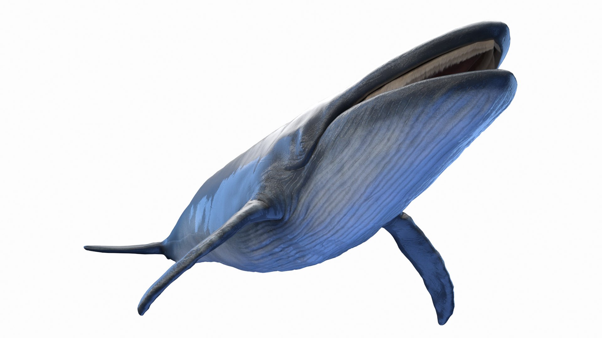 Blue Whale Animated 3D Model - TurboSquid 2148780
