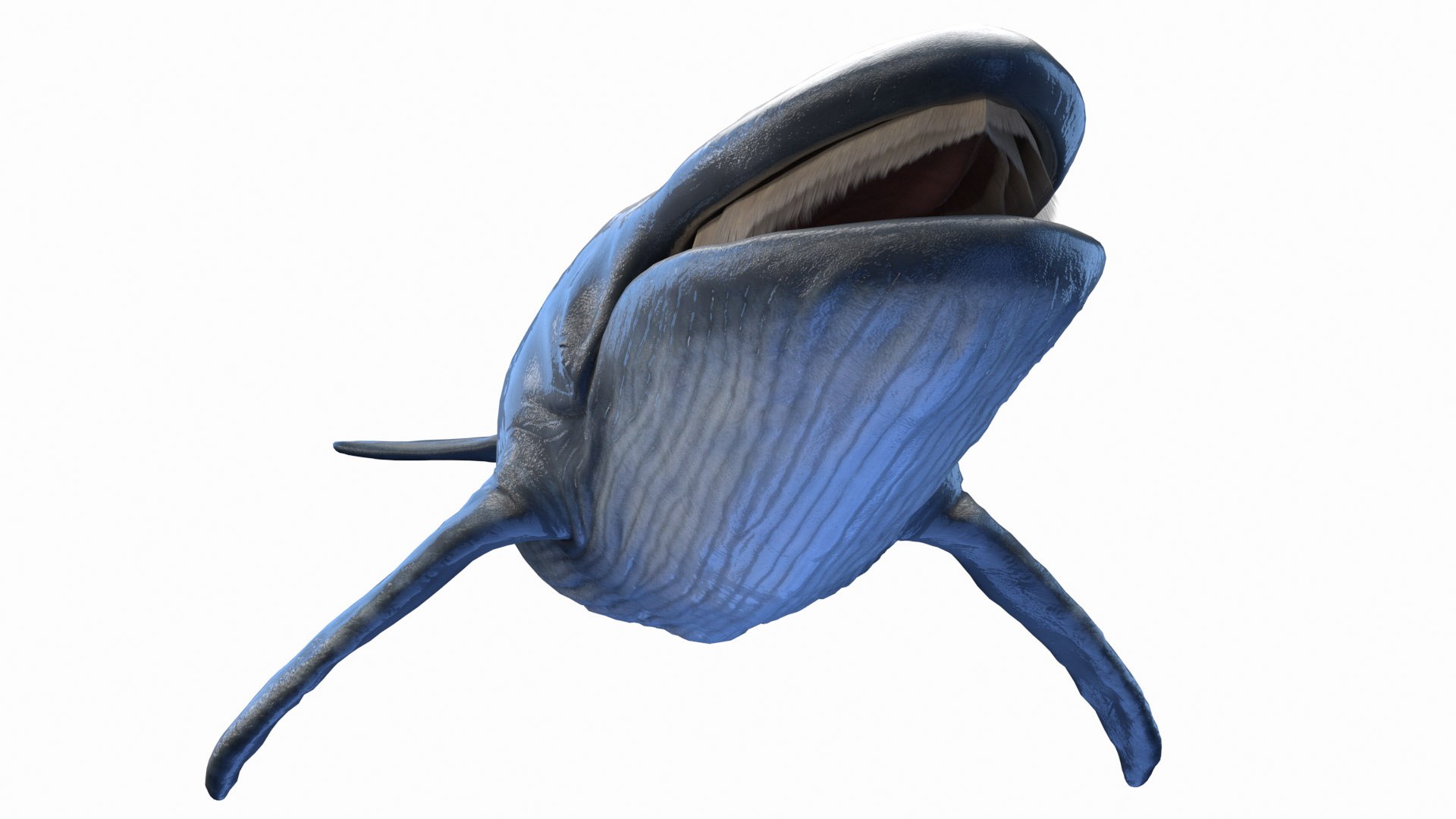 Blue Whale Animated 3D Model - TurboSquid 2148780