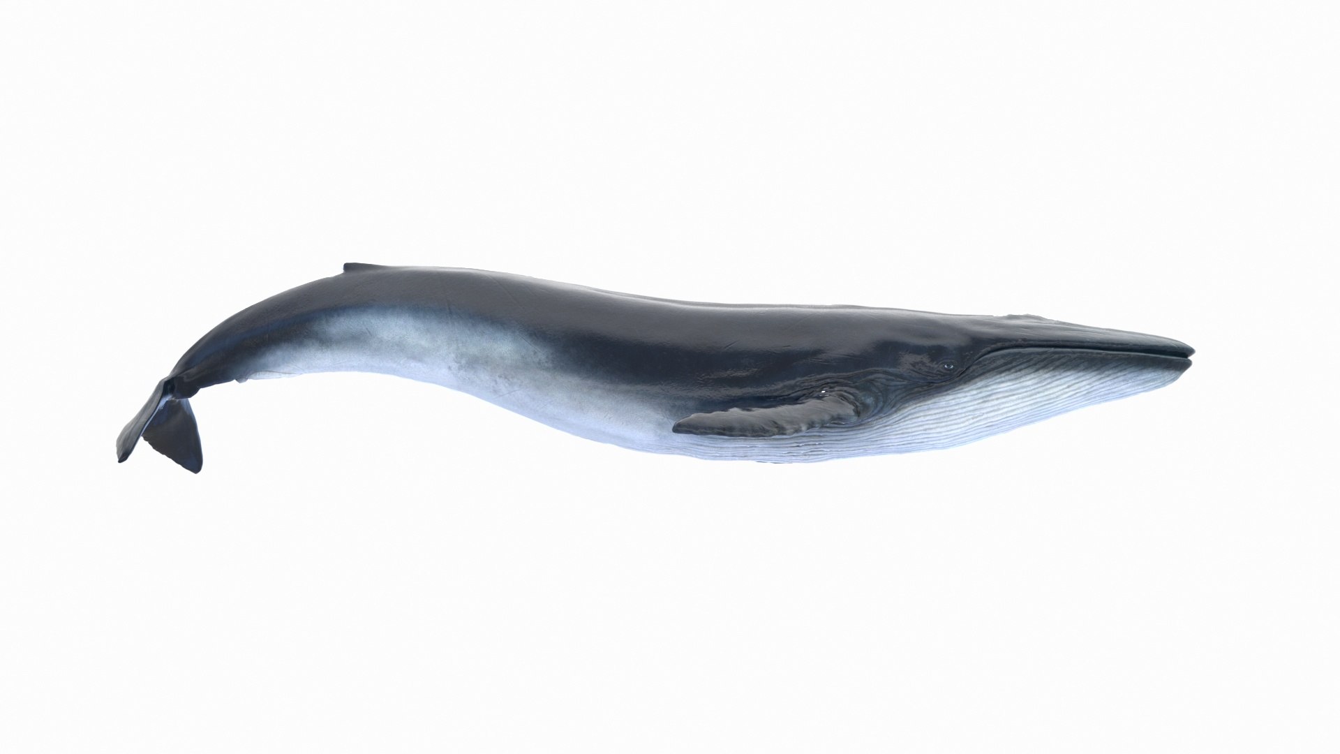 Blue Whale Animated 3D Model - TurboSquid 2148780