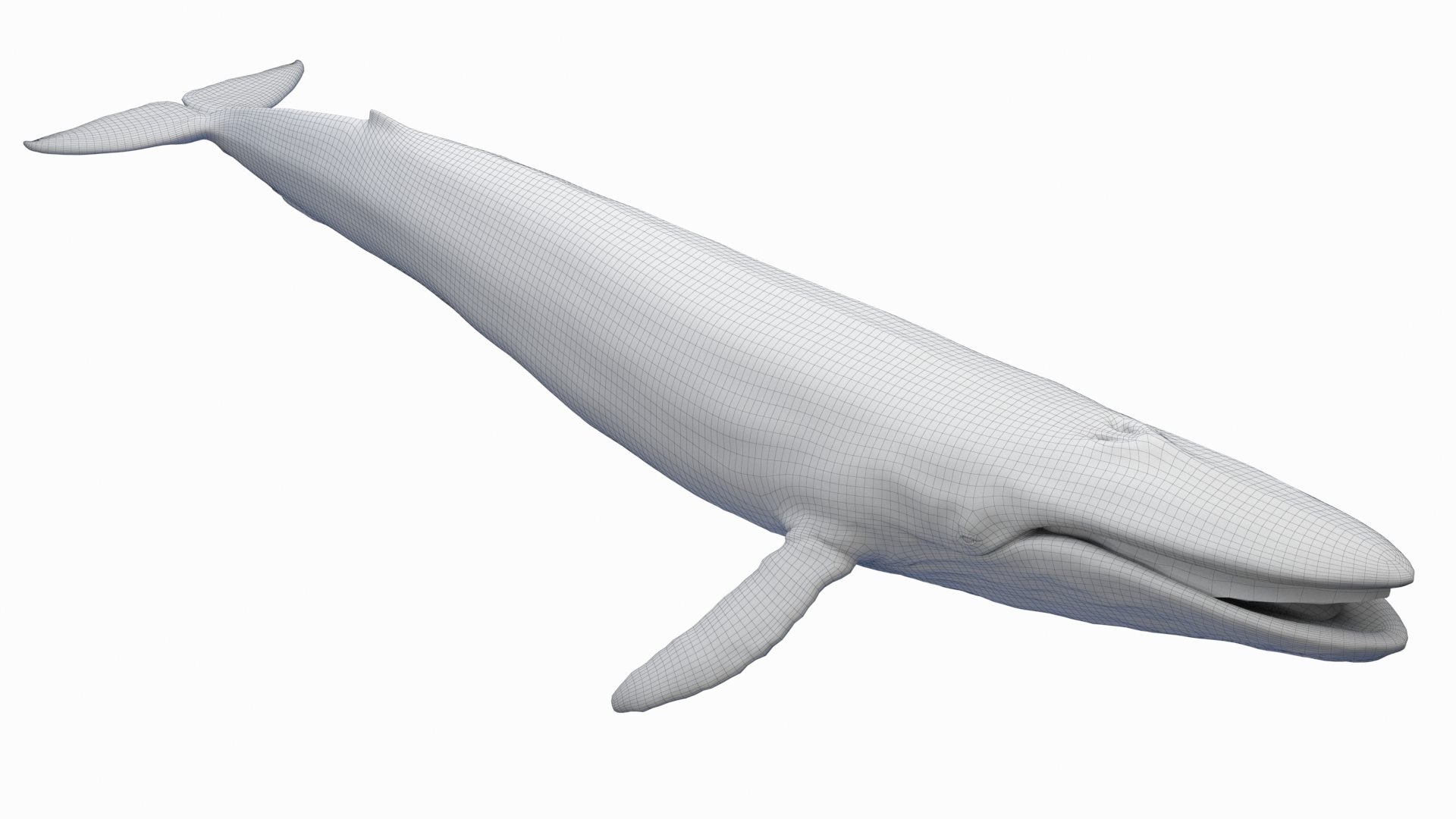 Blue Whale Animated 3D Model - TurboSquid 2148780