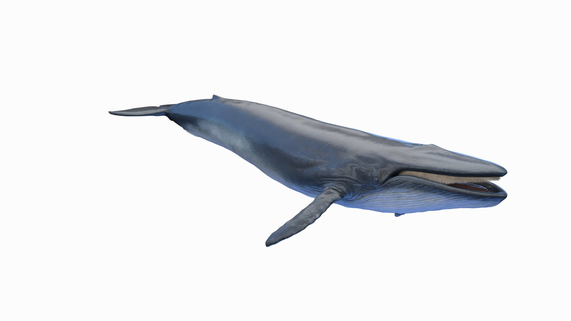 Blue Whale Animated 3D Model - TurboSquid 2148780