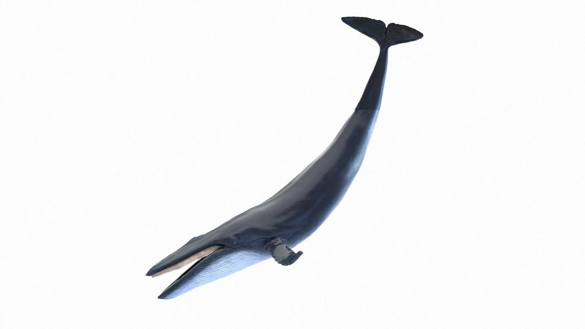Blue Whale Animated 3D Model - TurboSquid 2148780