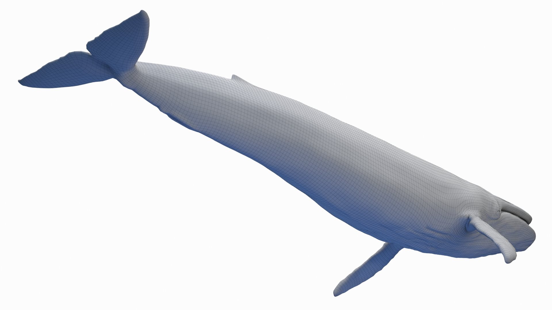 Blue Whale Animated 3D Model - TurboSquid 2148780