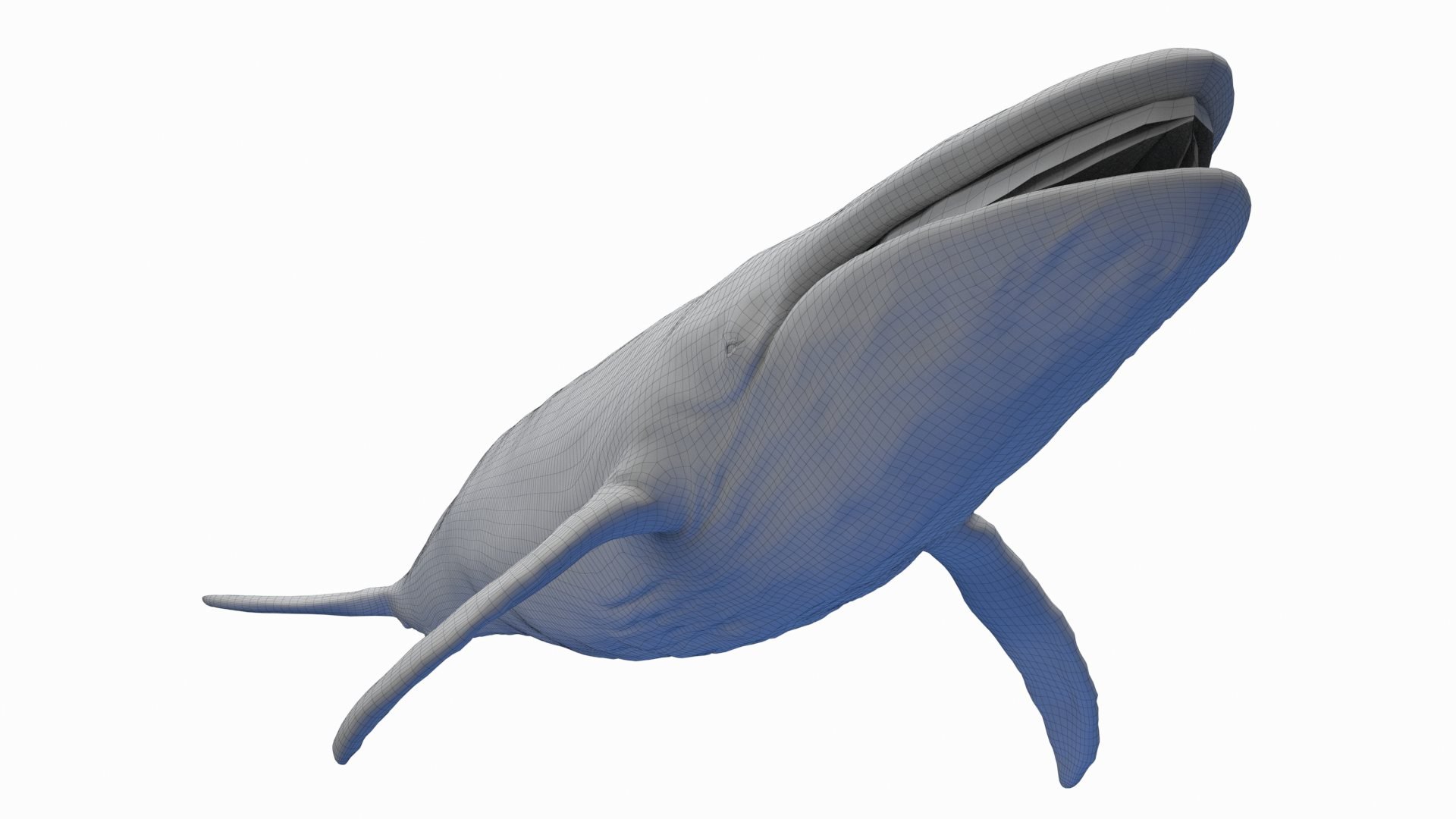 Blue Whale Animated 3D Model - TurboSquid 2148780