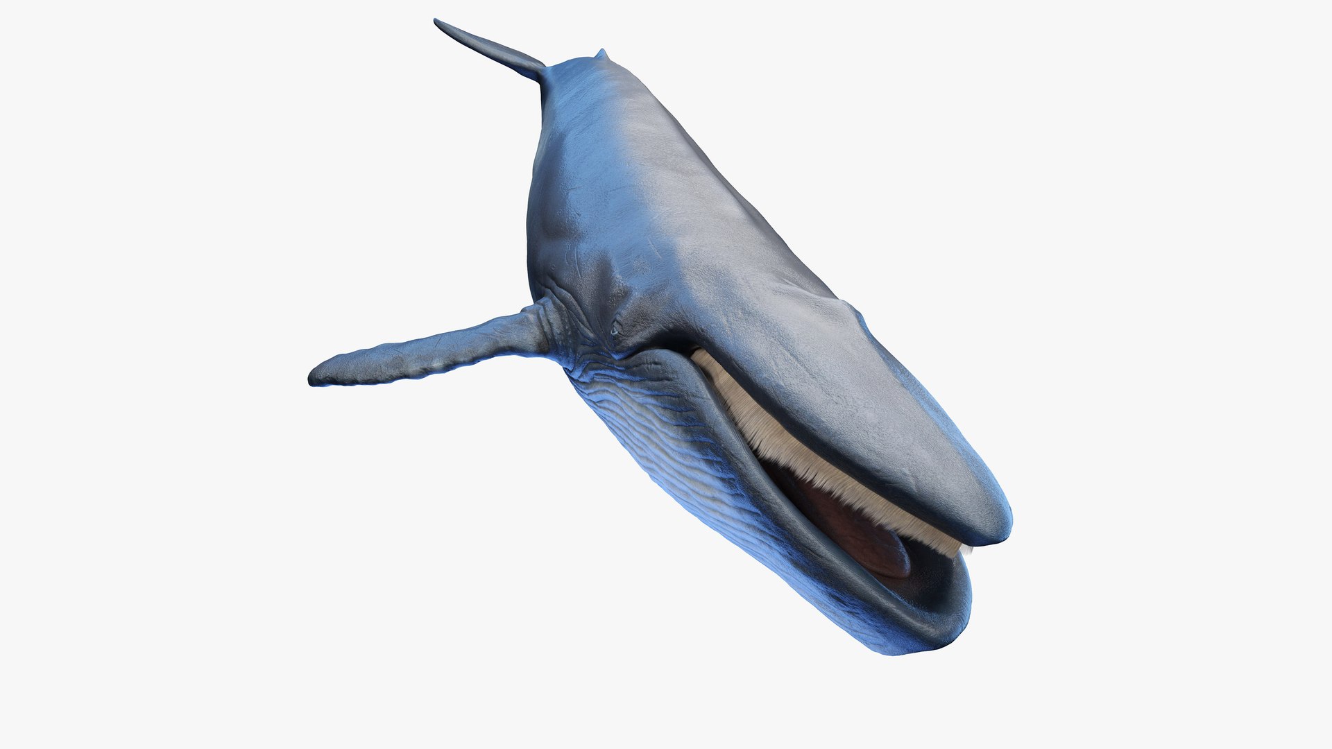 Blue Whale Animated 3D model - TurboSquid 2148780