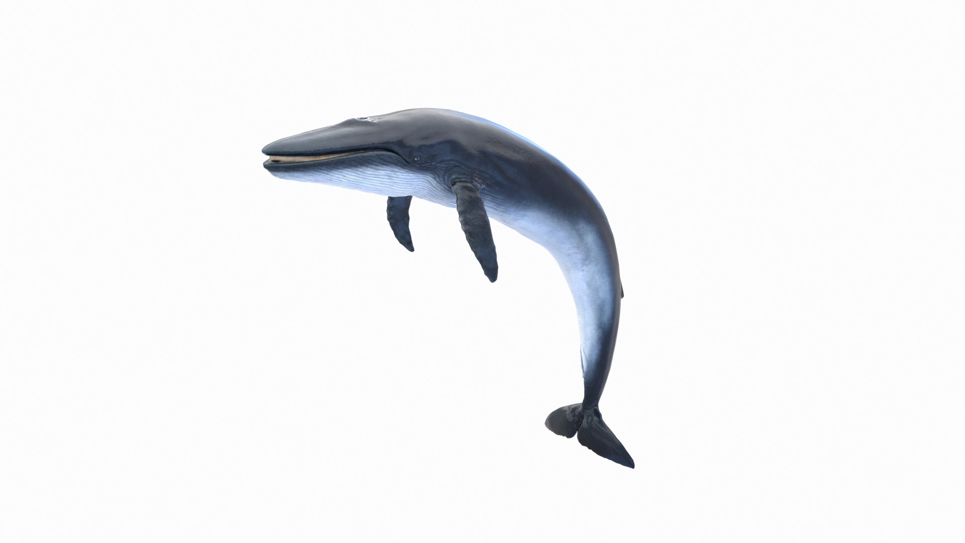 Blue Whale Animated 3D Model - TurboSquid 2148780