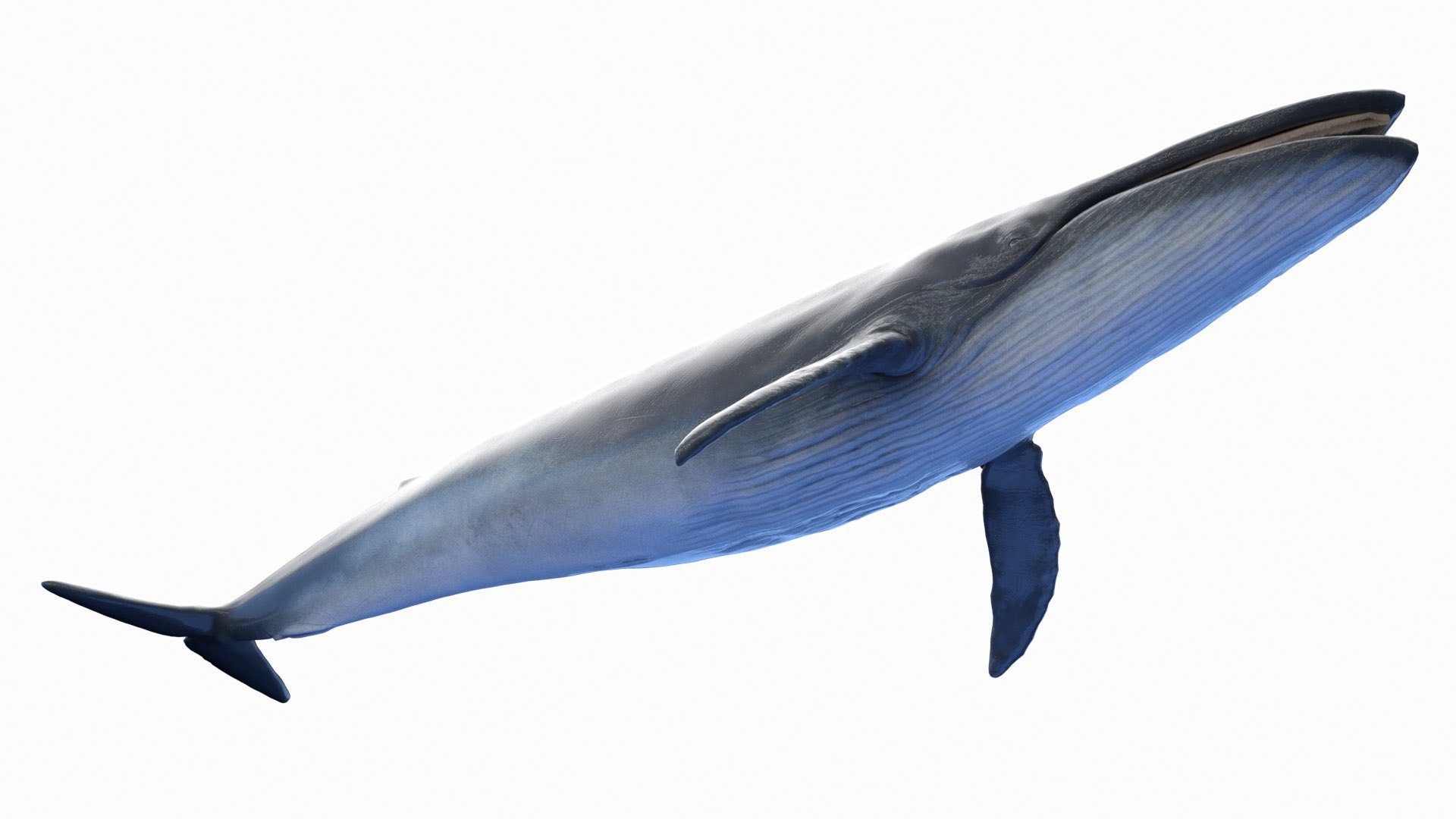 Blue Whale Animated 3D Model - TurboSquid 2148780