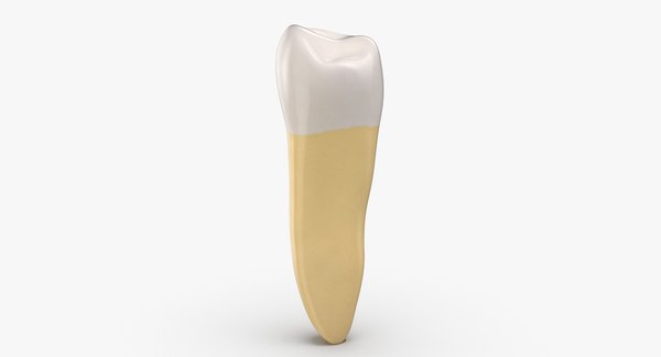 Human Premolars Teeth Clean and Damaged Collection - 12 models 3D model ...