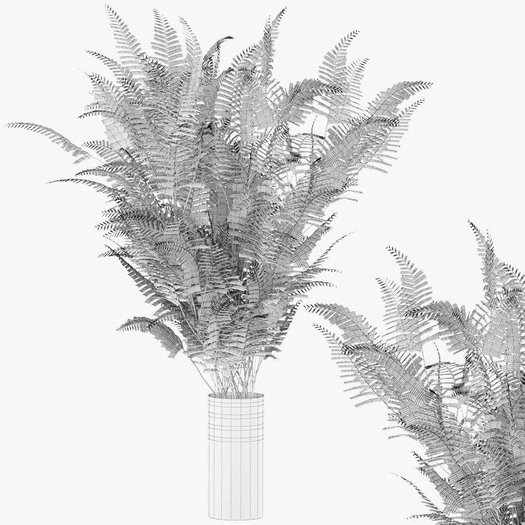 Bouquet Fern Model - TurboSquid 1507916