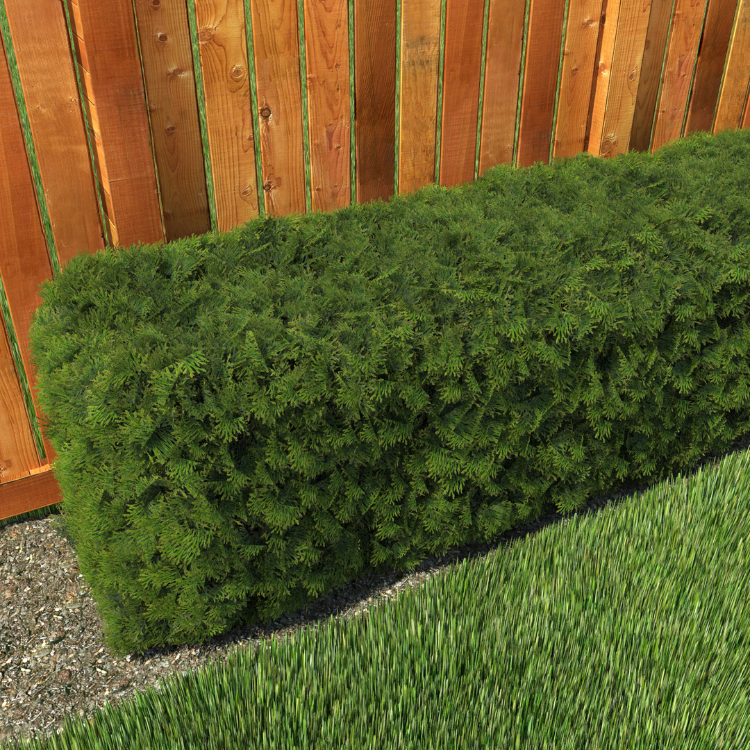 cedar hedge 3d model