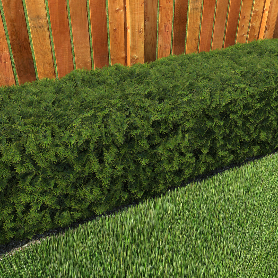 cedar hedge 3d model