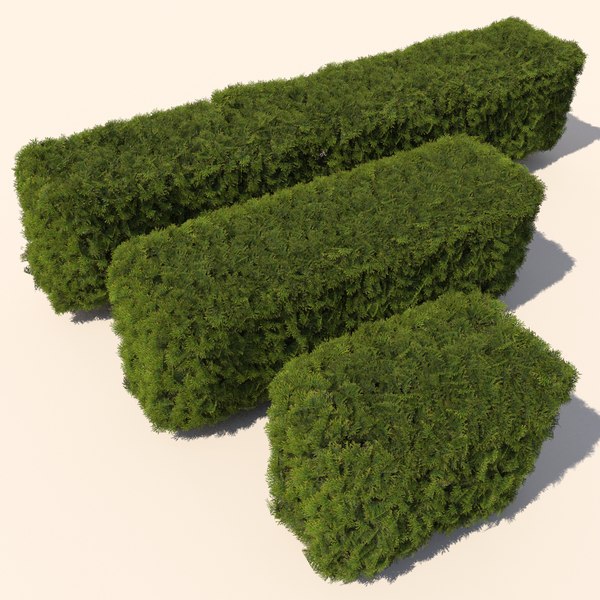 cedar bushes plants 3d model