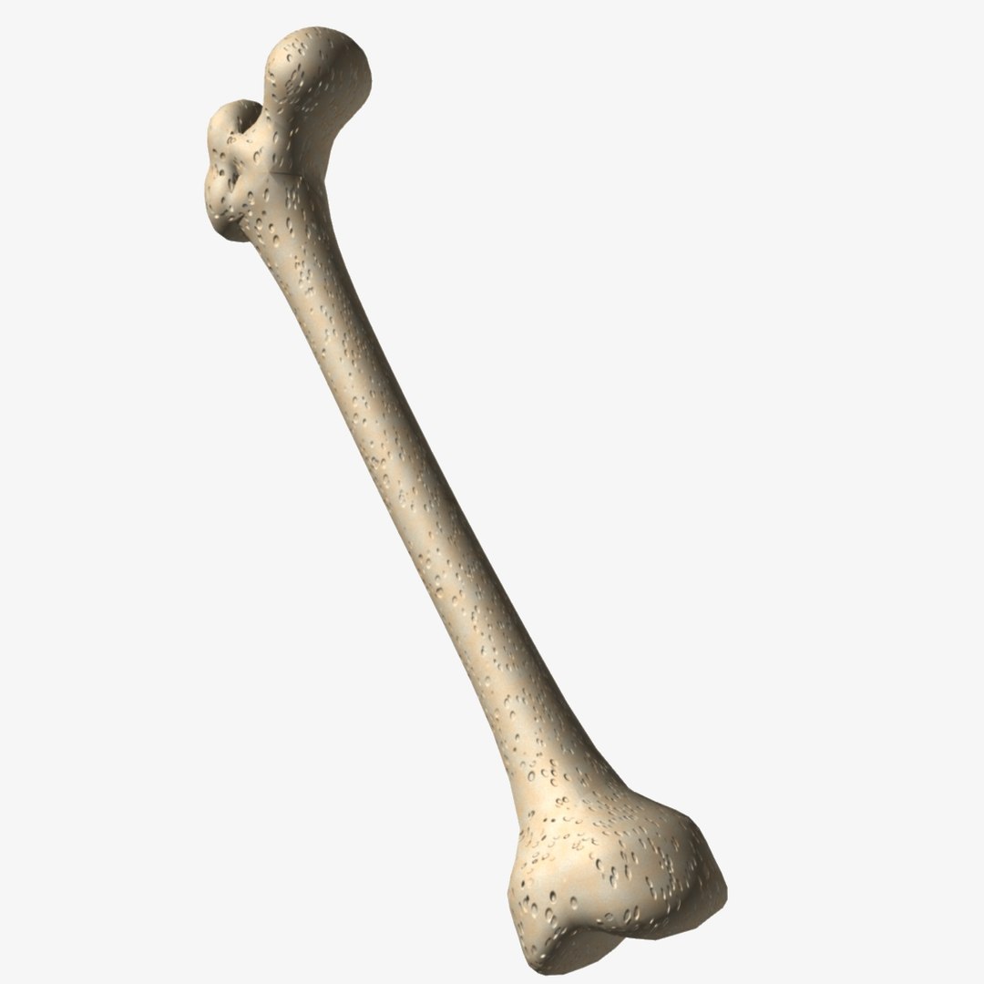 Femur Bone 3d Model