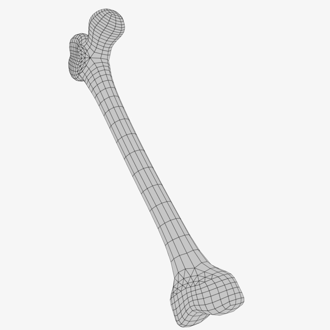 Femur Bone 3d Model