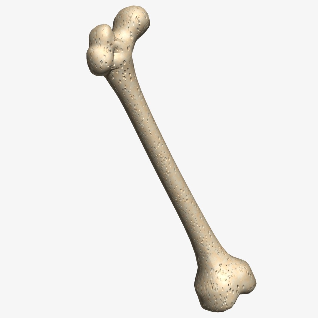 Femur Bone 3d Model
