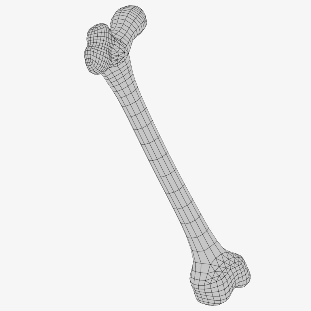 Femur Bone 3d Model