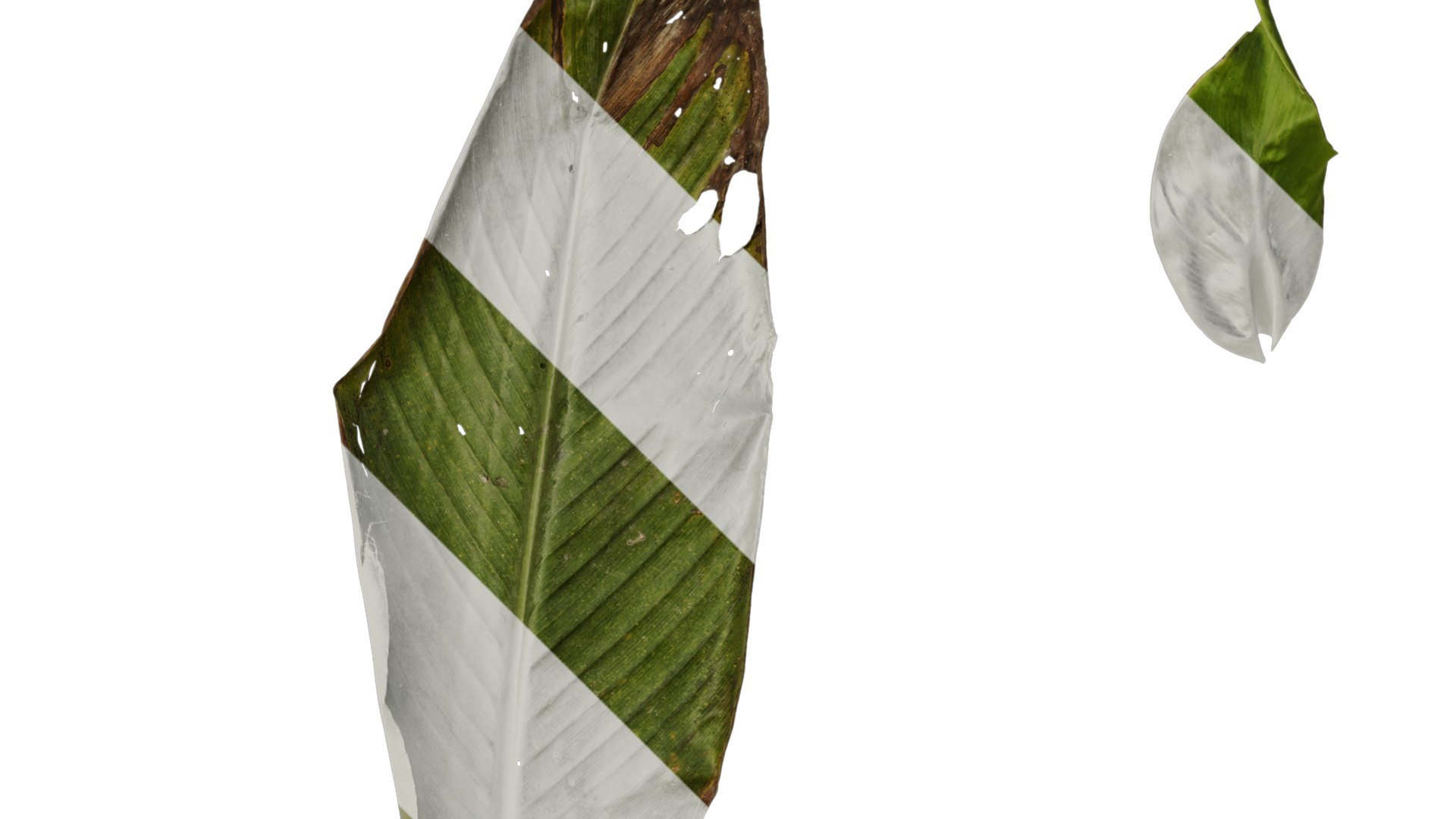 3D Model Anydrafts Canna Indica Leaf 23 Textures - TurboSquid 2353079