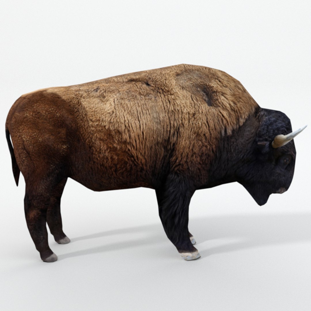 Bison Buffalo Model - TurboSquid 1346679