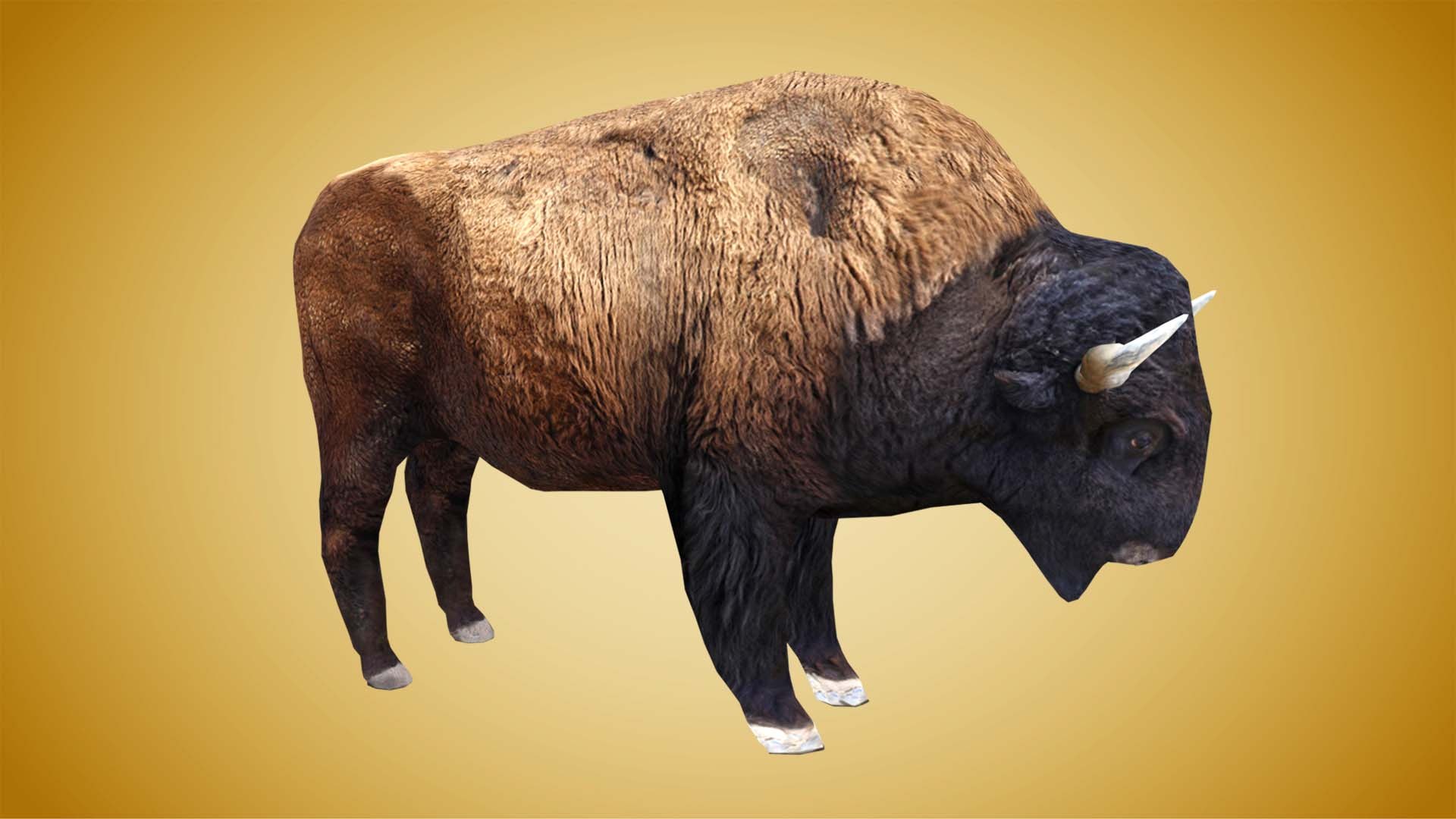 Bison Buffalo Model - TurboSquid 1346679