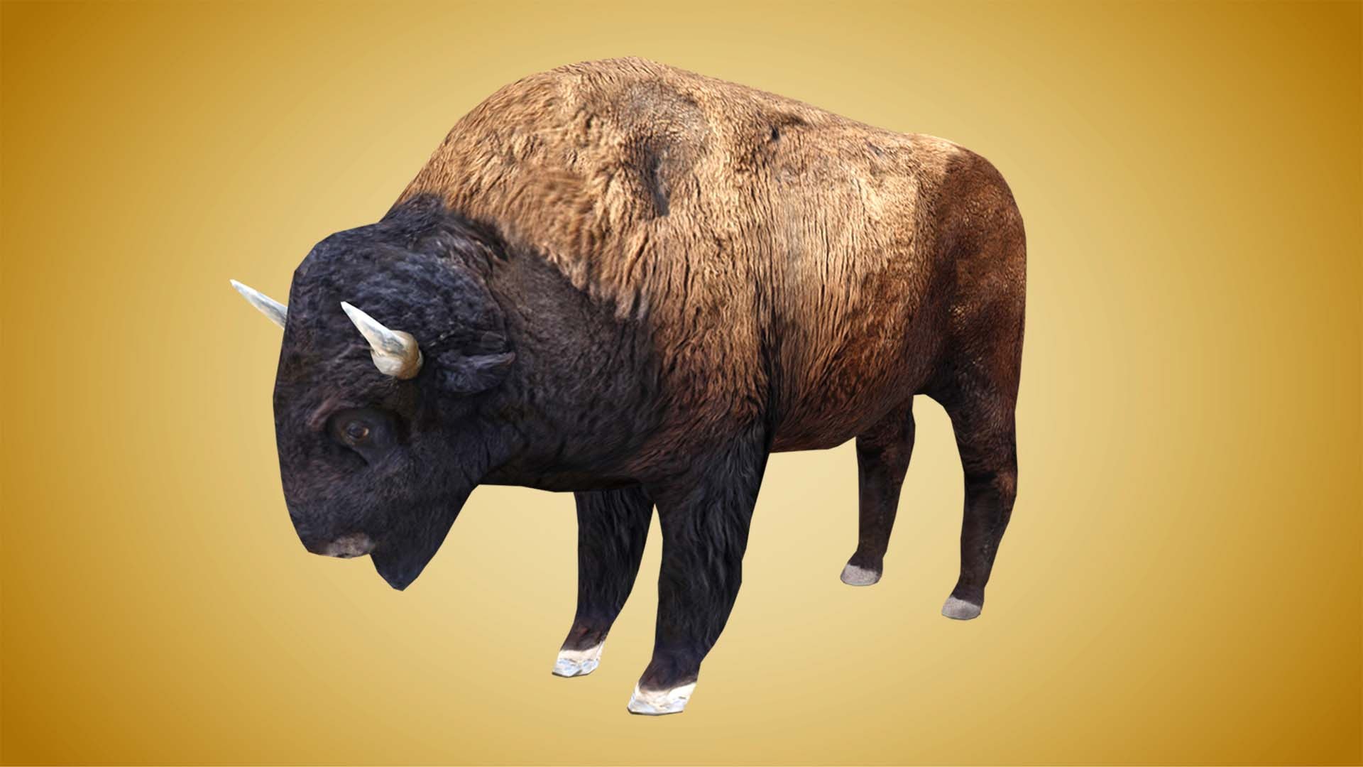 Bison Buffalo Model - TurboSquid 1346679