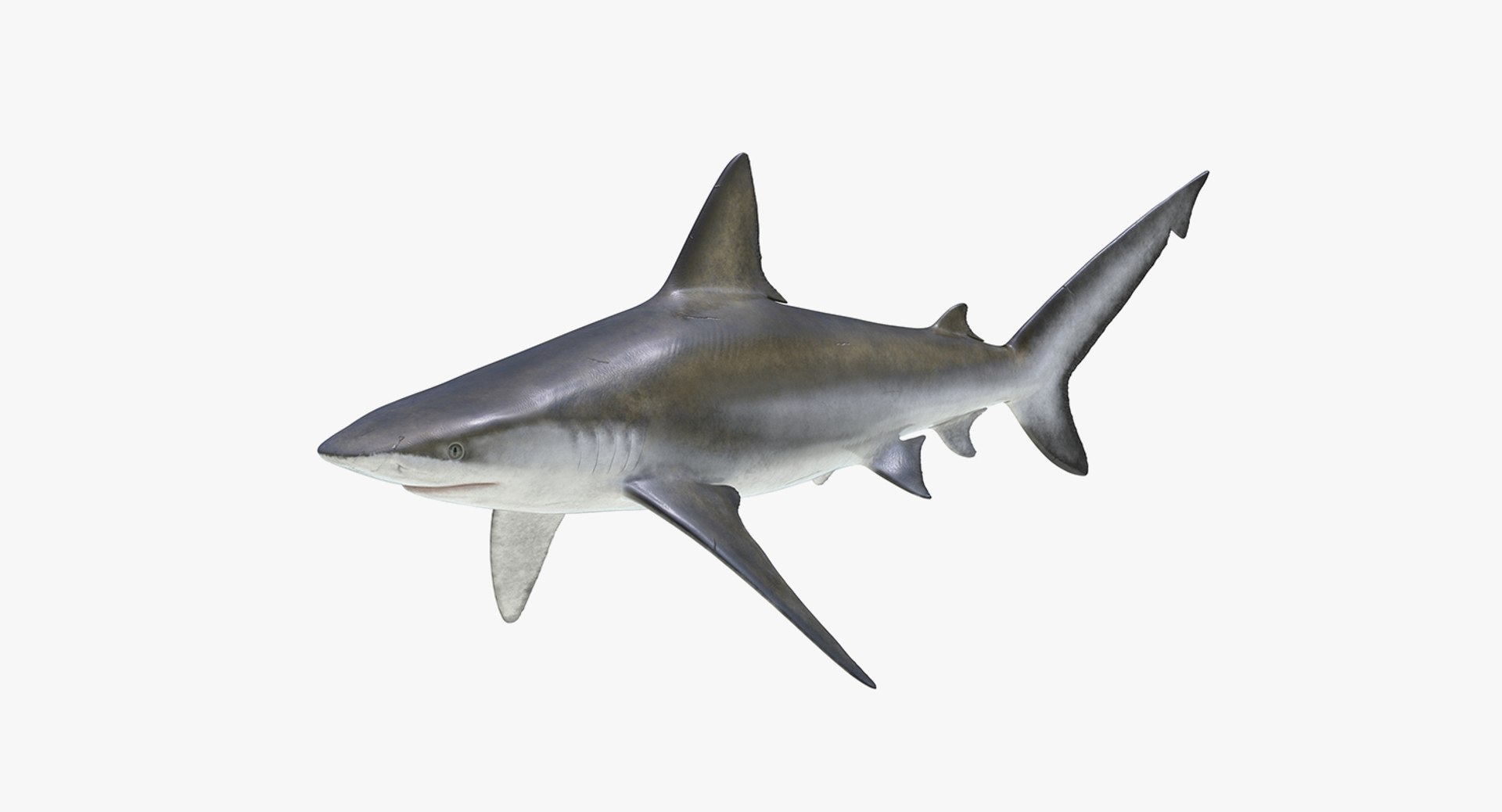 3D Sharks Collection 11 - TurboSquid 1774859