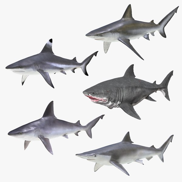 Shark 3D Models for Download | TurboSquid