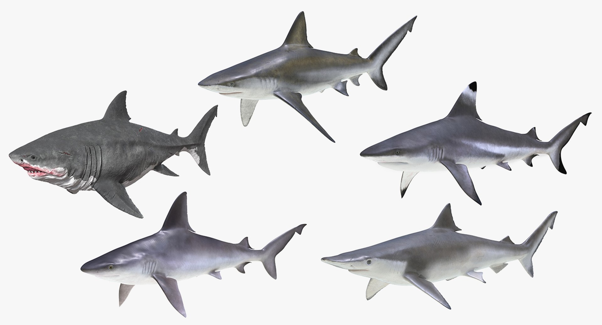 3D Sharks Collection 11 - TurboSquid 1774859