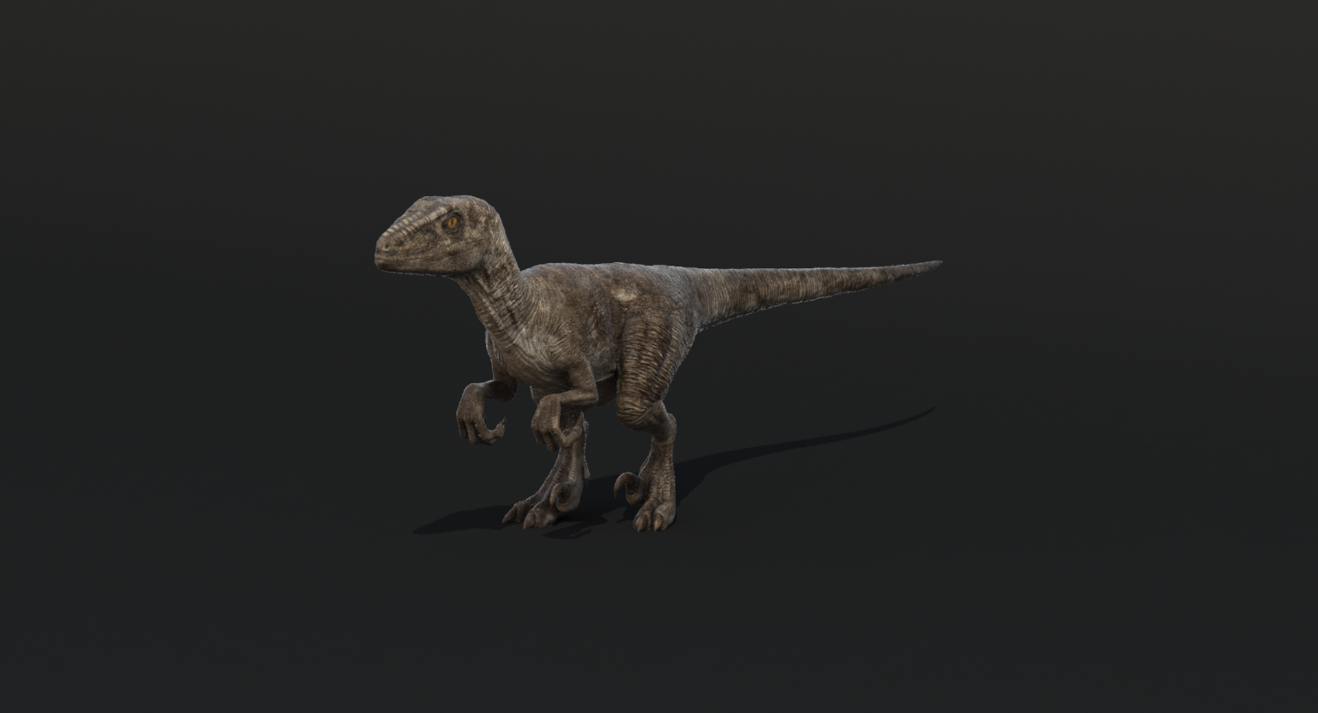 Realistic Velociraptor Raptor Animation Max